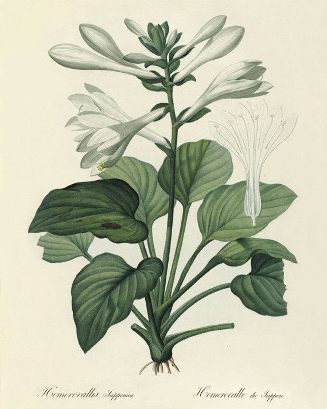 Antique Flower Art Print Botanical Art Print Vintage Garden Wall Art ...