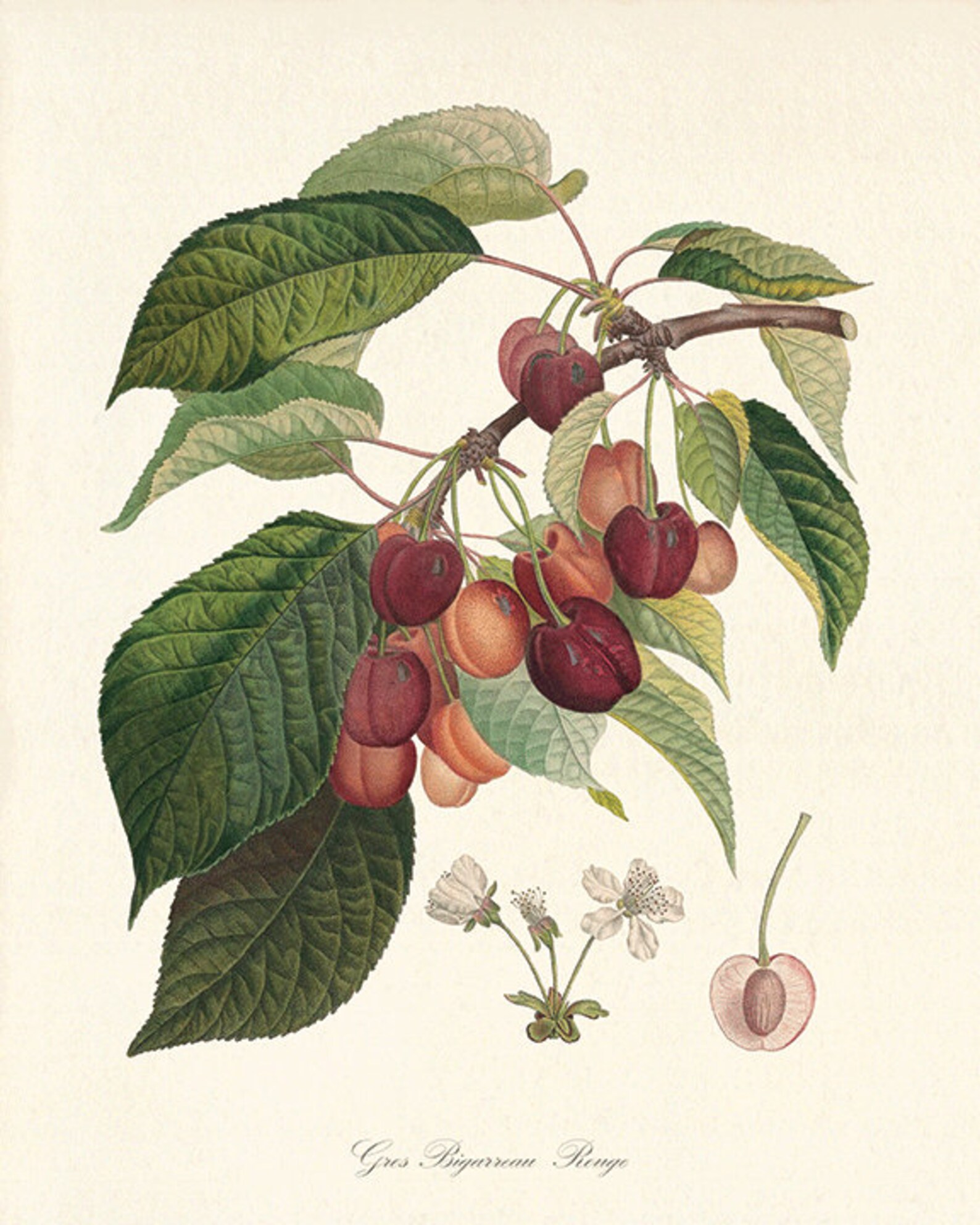 Antique Fruit Art Print Vintage Kitchen Art Print Antique - Etsy