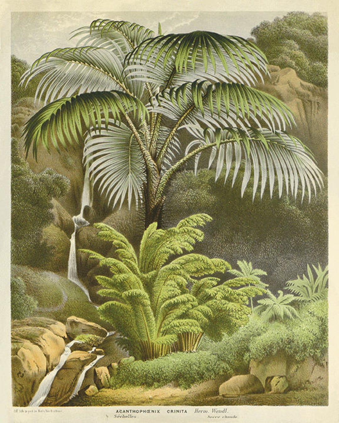 Antique Palm Tree Print: Victorian Botanical Wall Art - Etsy