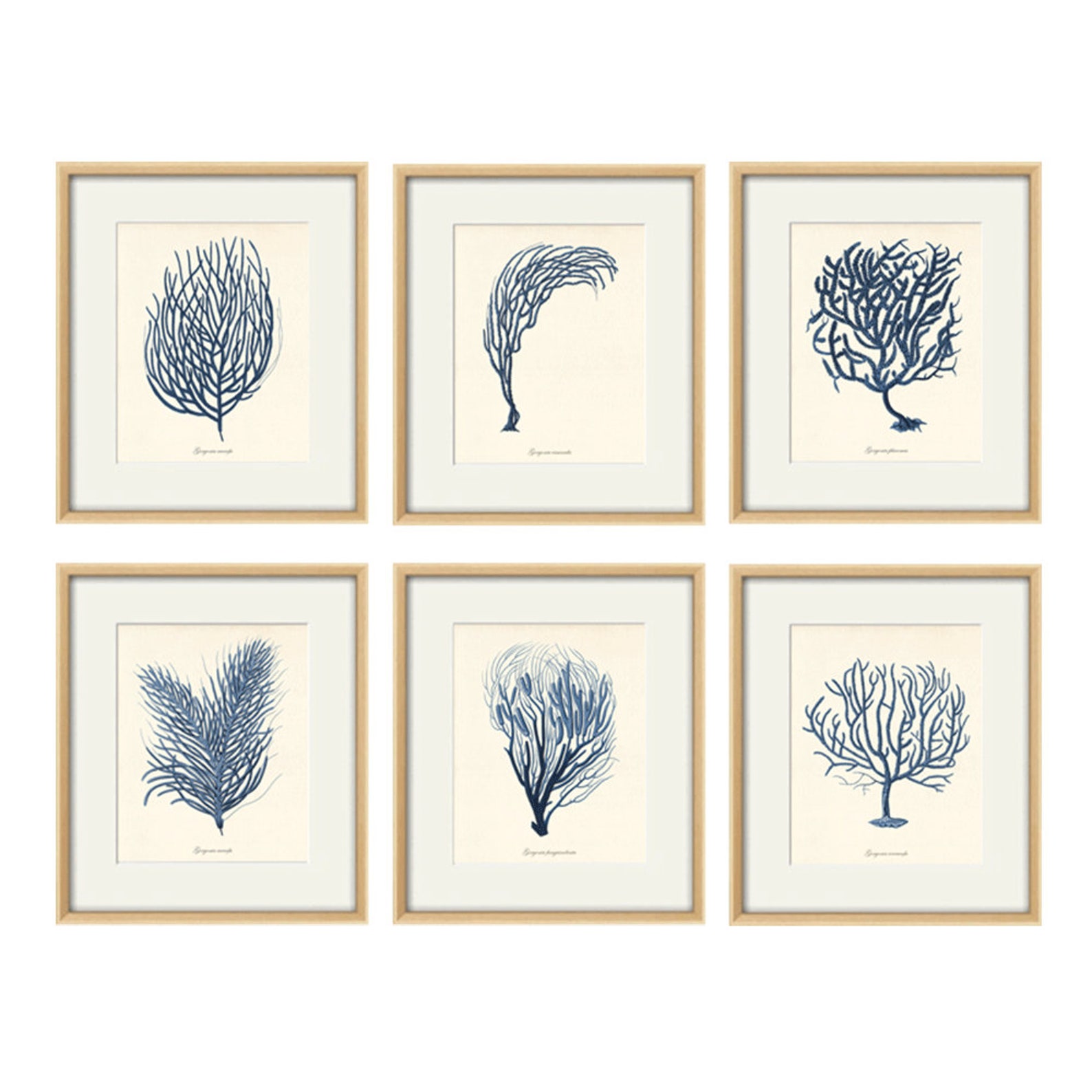 Nautical Art Print Navy Blue Art Sea Coral Art Print Set of 6 - Etsy