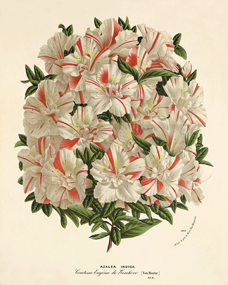 Azalea Antique Prints Botanical Art Prints White Flower Art - Etsy