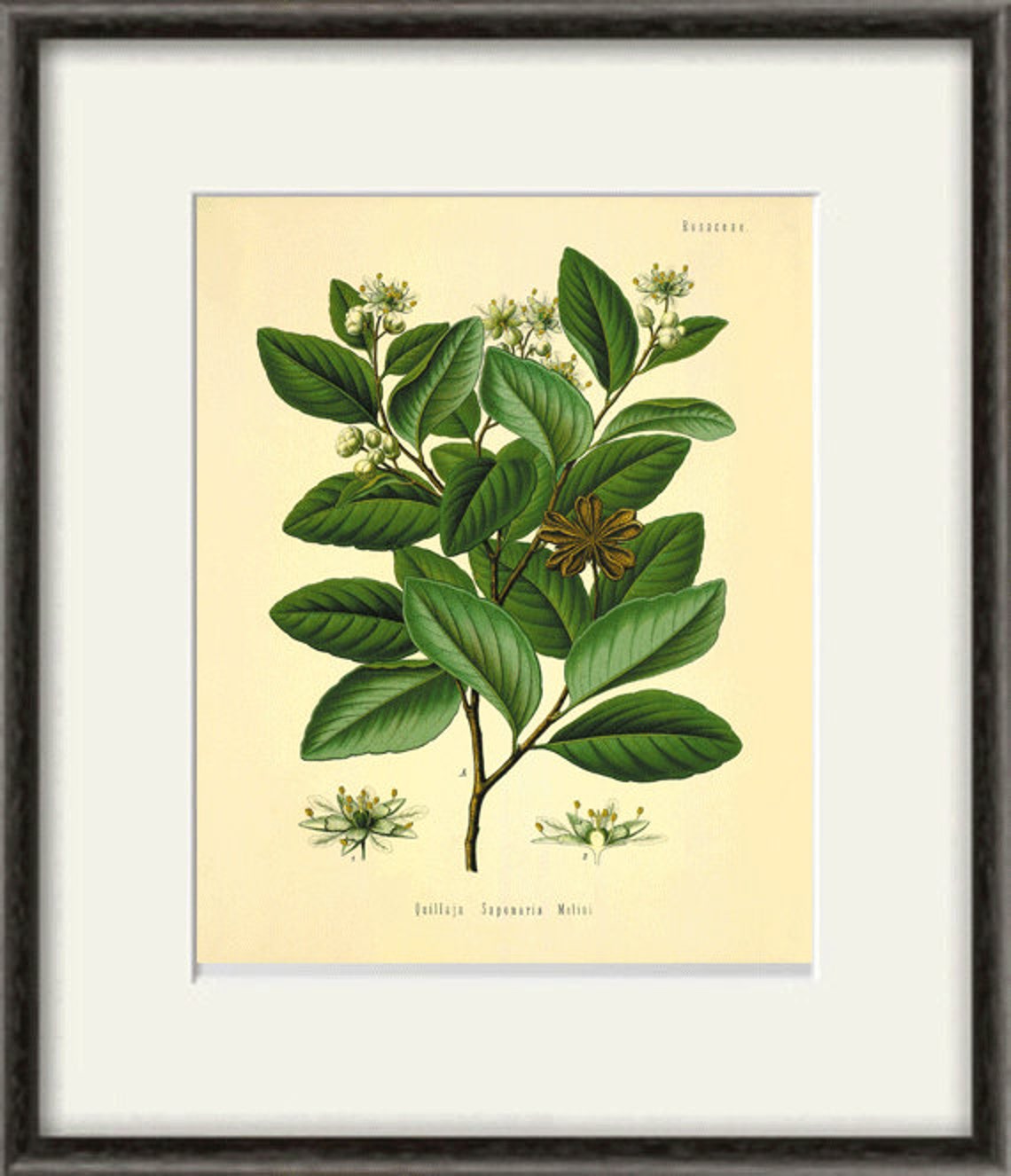 Botanical Art Prints Vintage Prints Garden Wall Art Home Decor - Etsy