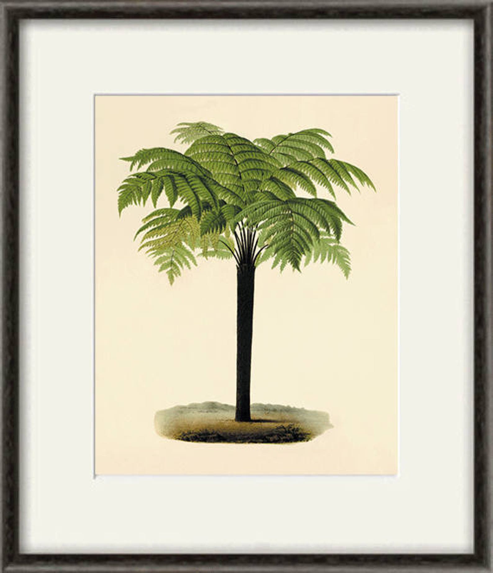 Palm Tree Art Print Antique Botanical Art Prints Home Decor Etsy