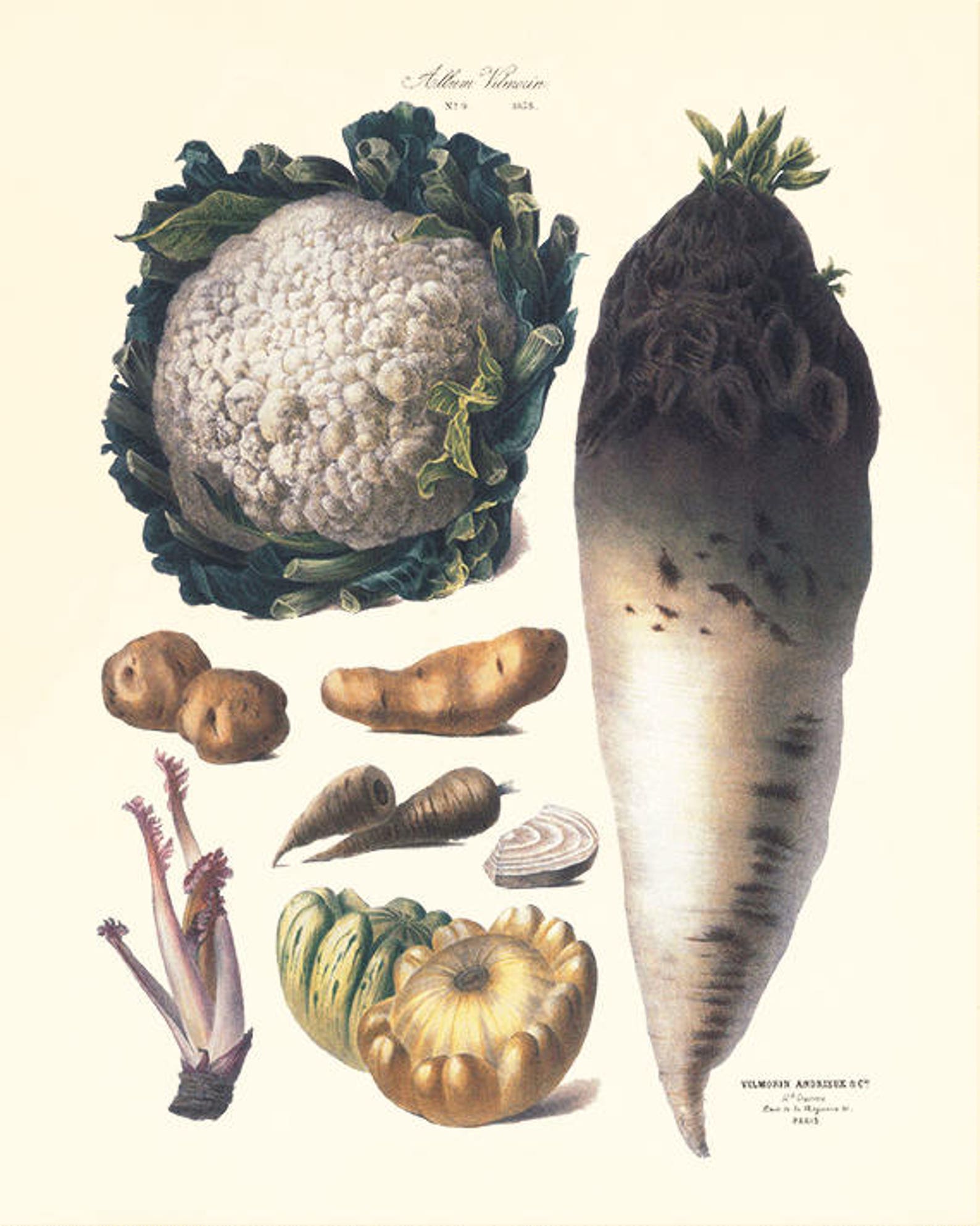 Vegetable Art Print Antique Botanical Print Vegetable Print - Etsy