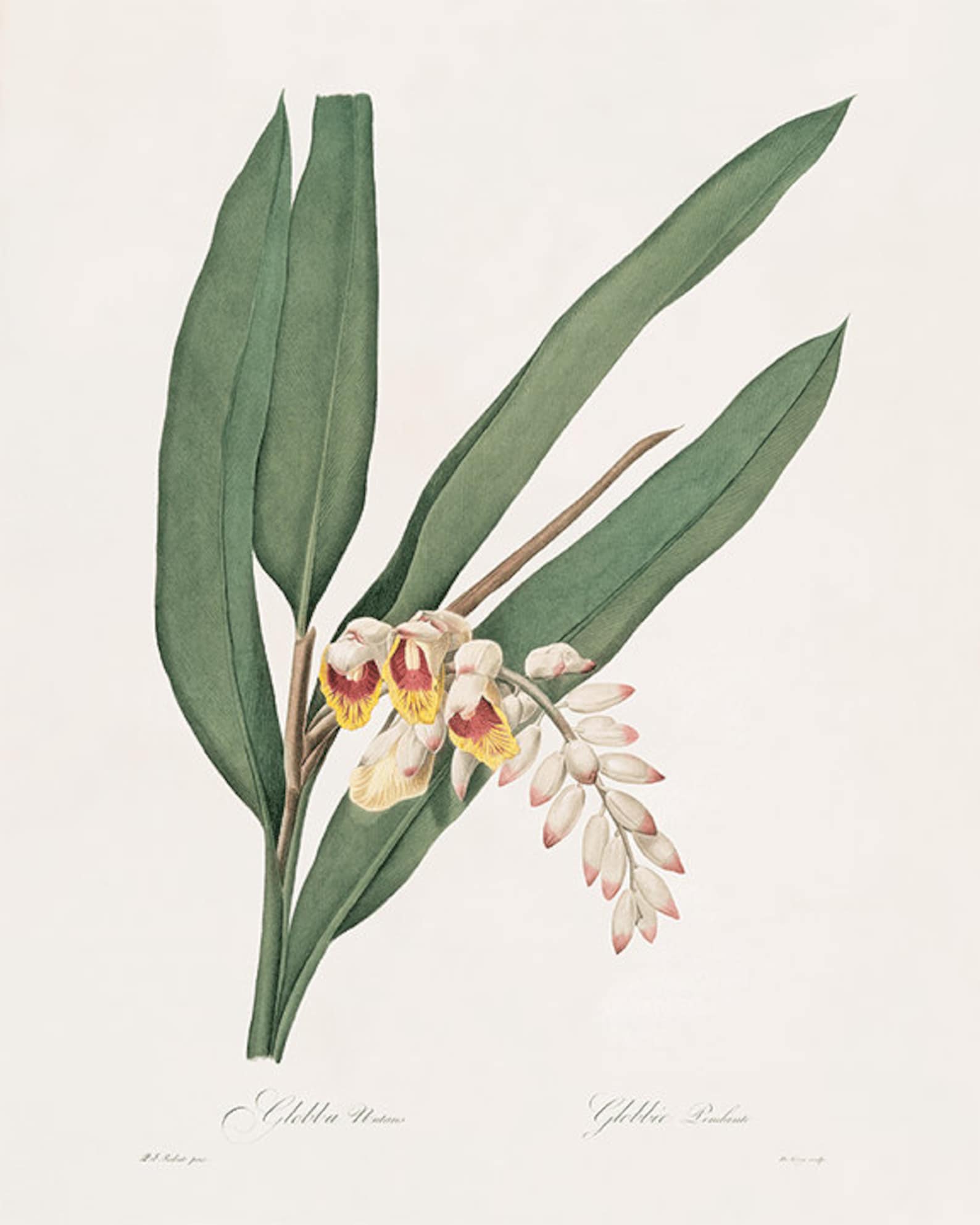 Antique Botanical Prints SET of 4 Botanical Art Prints Flower | Etsy