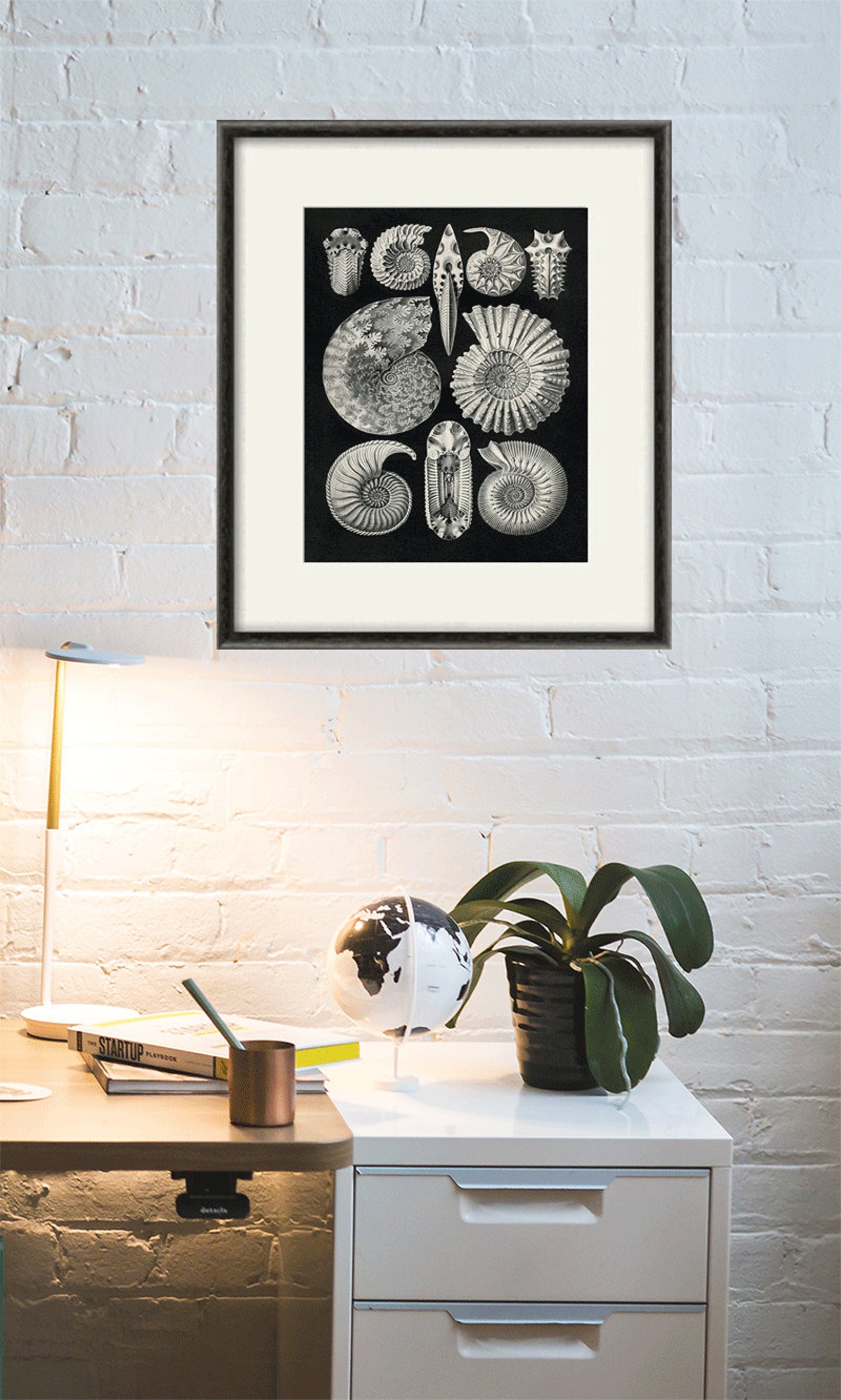 Antique Sea Shell Art Print Vintage Nautical Art Print Sea Art | Etsy