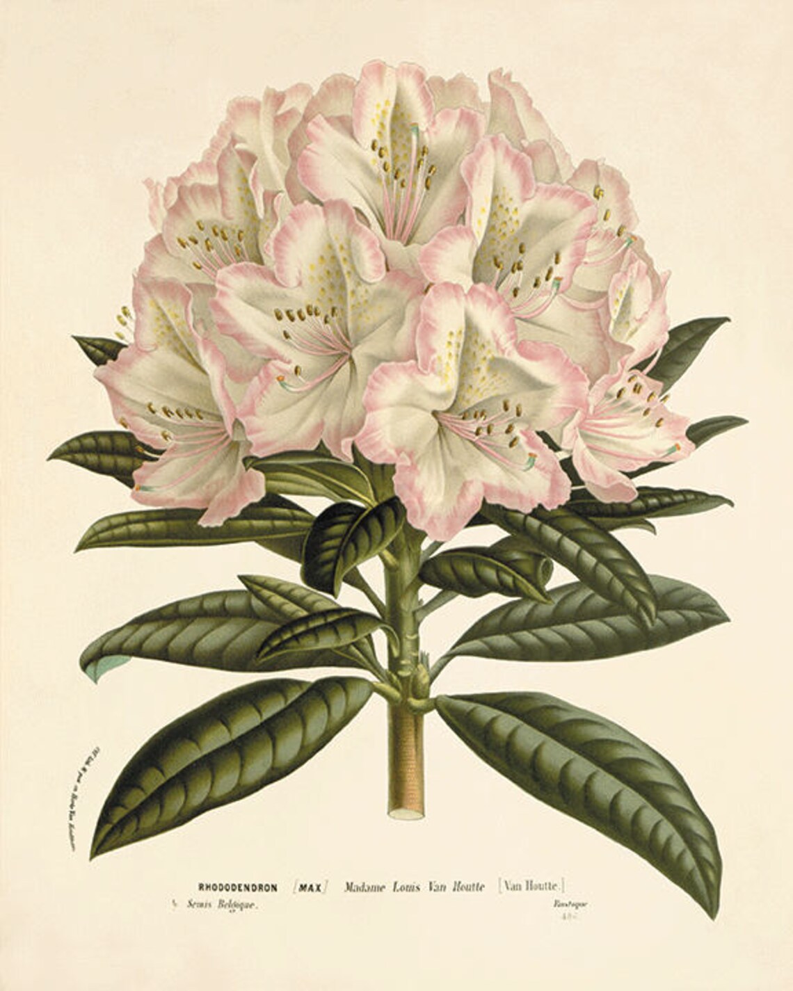 Rhododendron Art Antique Flower Art Print Botanical Art Prints - Etsy