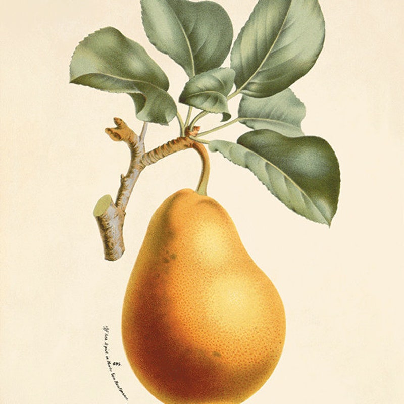 Pear Art - Etsy