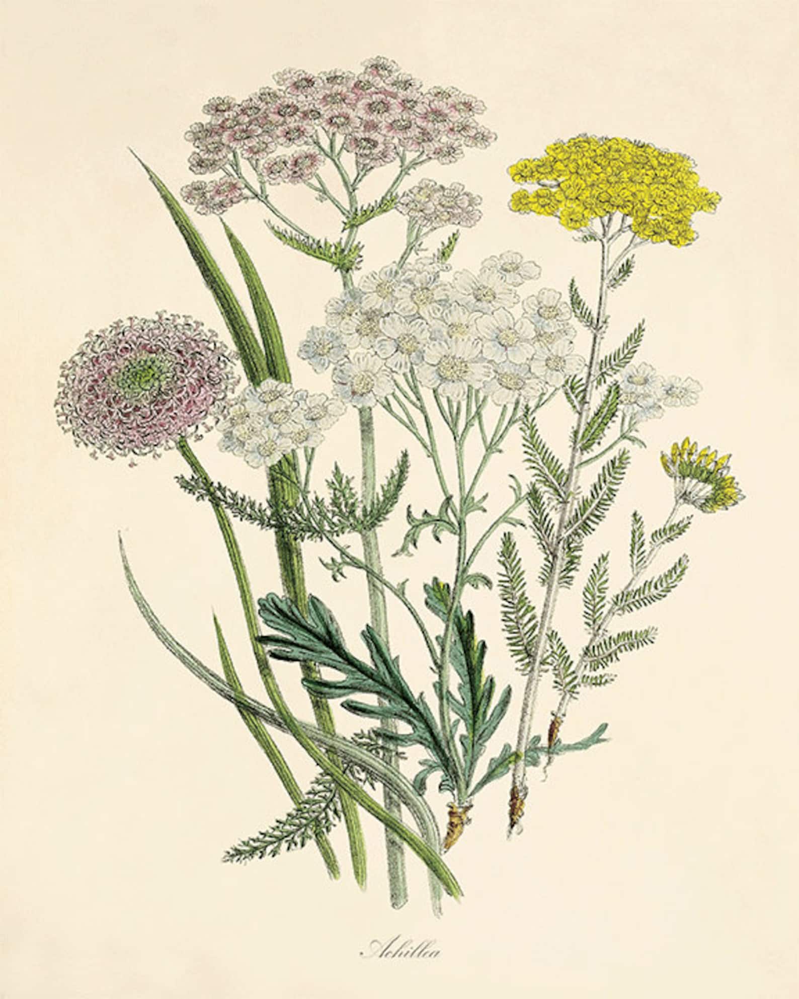 Antique Botanical Prints SET of 6 Botanical Art Prints Flower - Etsy