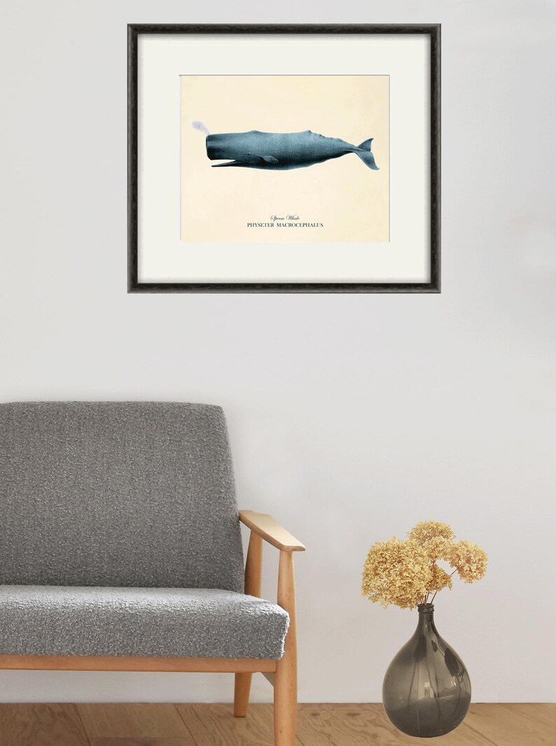 Antique Whale Print: Victorian Nautical Ocean Art - Etsy