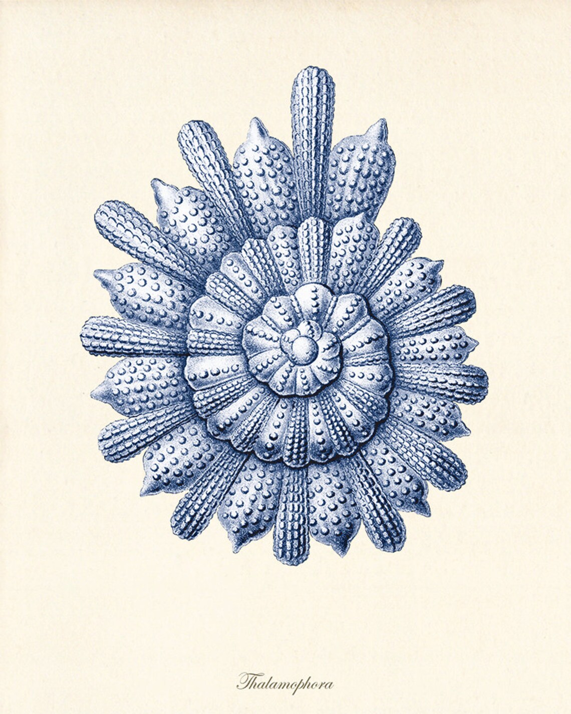 Blue Nautical Decor Seashell Art Print Sea Beach Art Nautical - Etsy