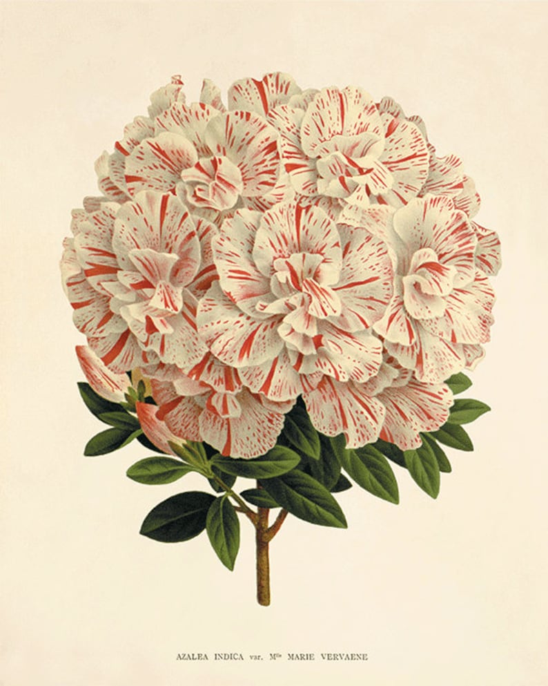 Azalea Flower Art Print Poster Botanical Art Prints Antique - Etsy