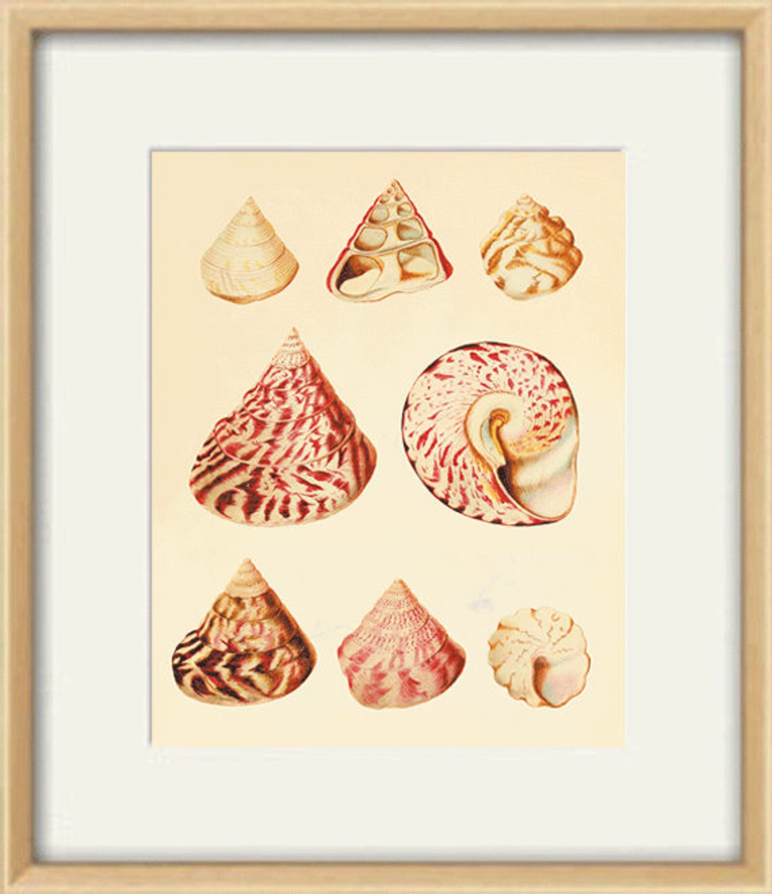 Antique Sea Shell Art Print Vintage Nautical Art Print Sea Art - Etsy