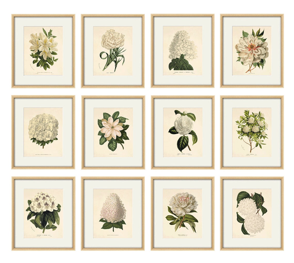 White Flower Art Botanical Print Set 12 Antique Flower Art | Etsy
