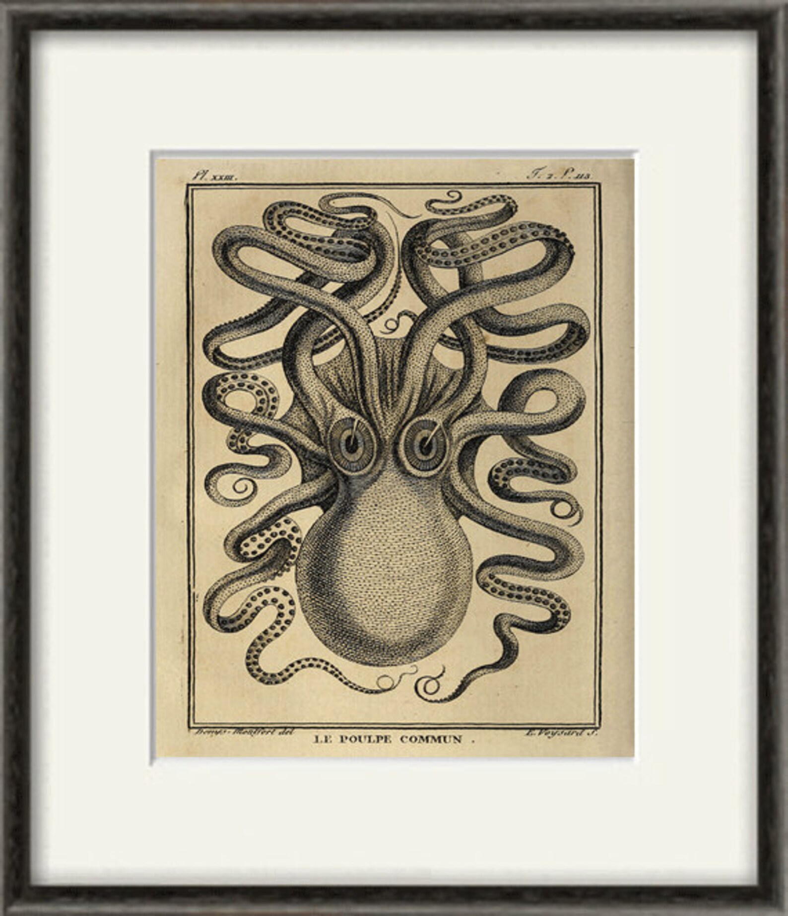 Octopus Vintage Prints Old Prints Nautical Art Print Ocean - Etsy