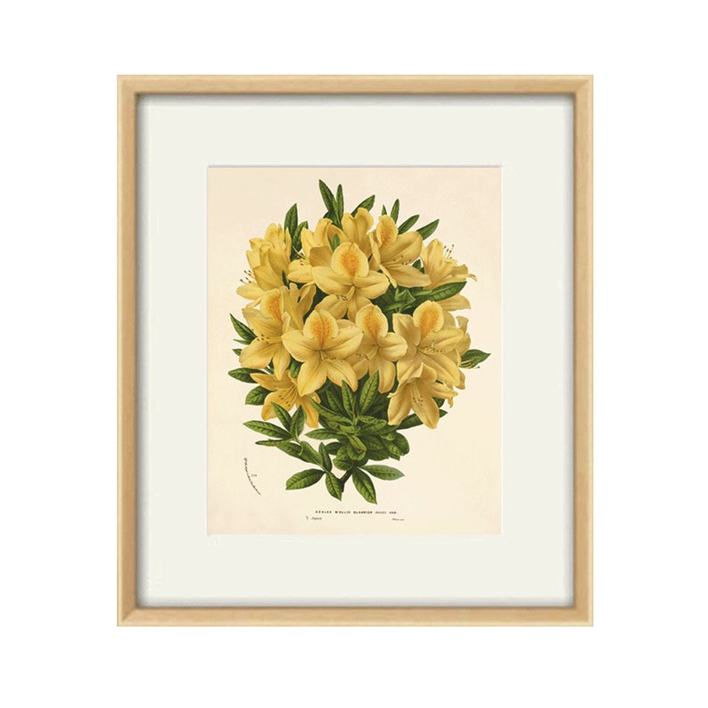 Azalea Antique Flower Art Print Botanical Art Print Vintage - Etsy