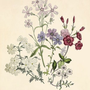 Antique Botanical Prints SET of 4 Botanical Art Prints Flower Prints ...