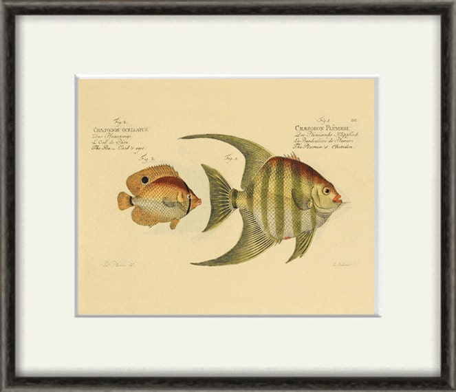 Antique Fish art print Vintage sea art print old prints nautical art ...