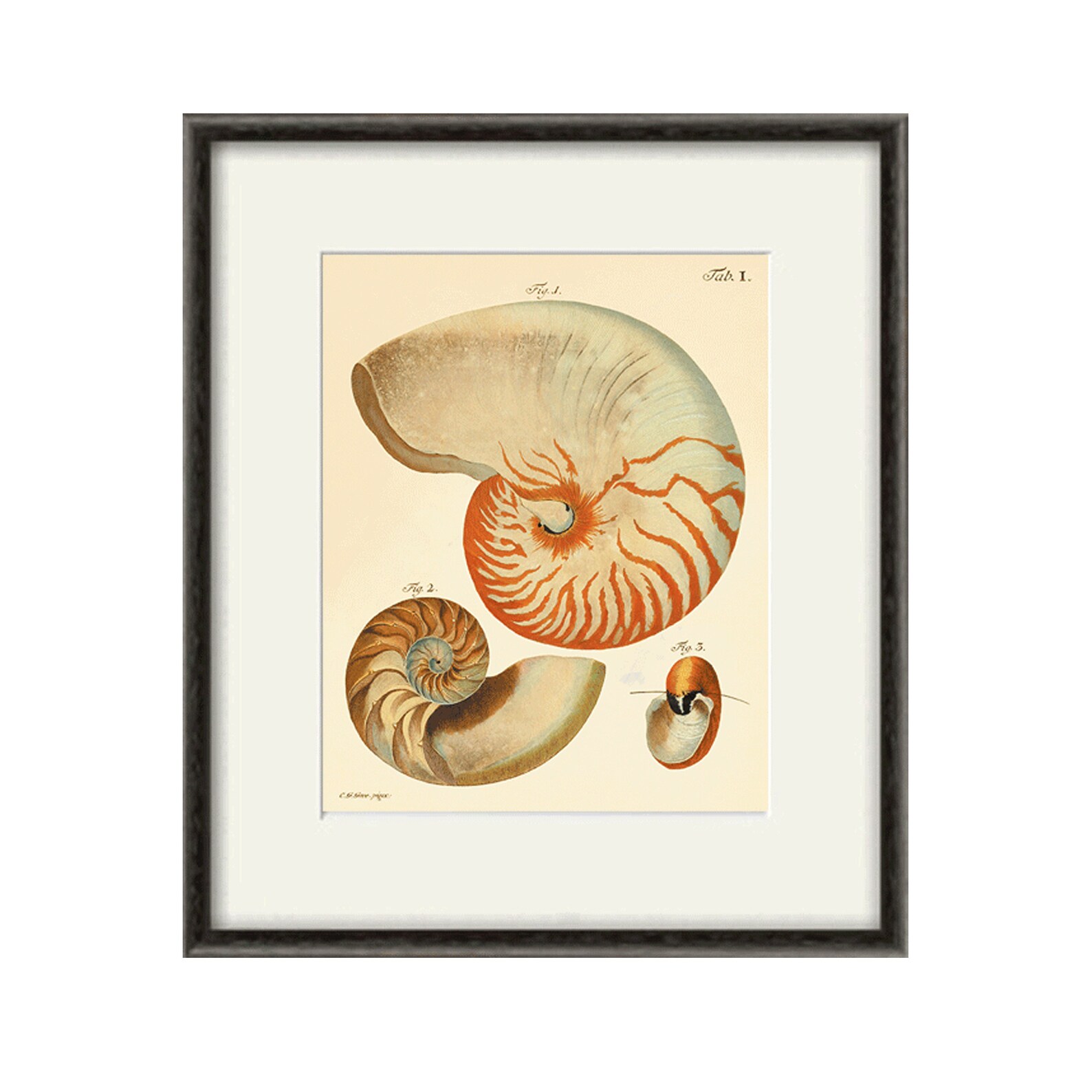 Antique Sea Shell Art Print Vintage Nautical Art Print Sea Art - Etsy