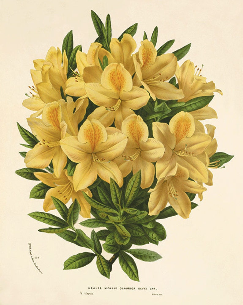Azalea Antique Flower Art Print Botanical Art Print Vintage - Etsy