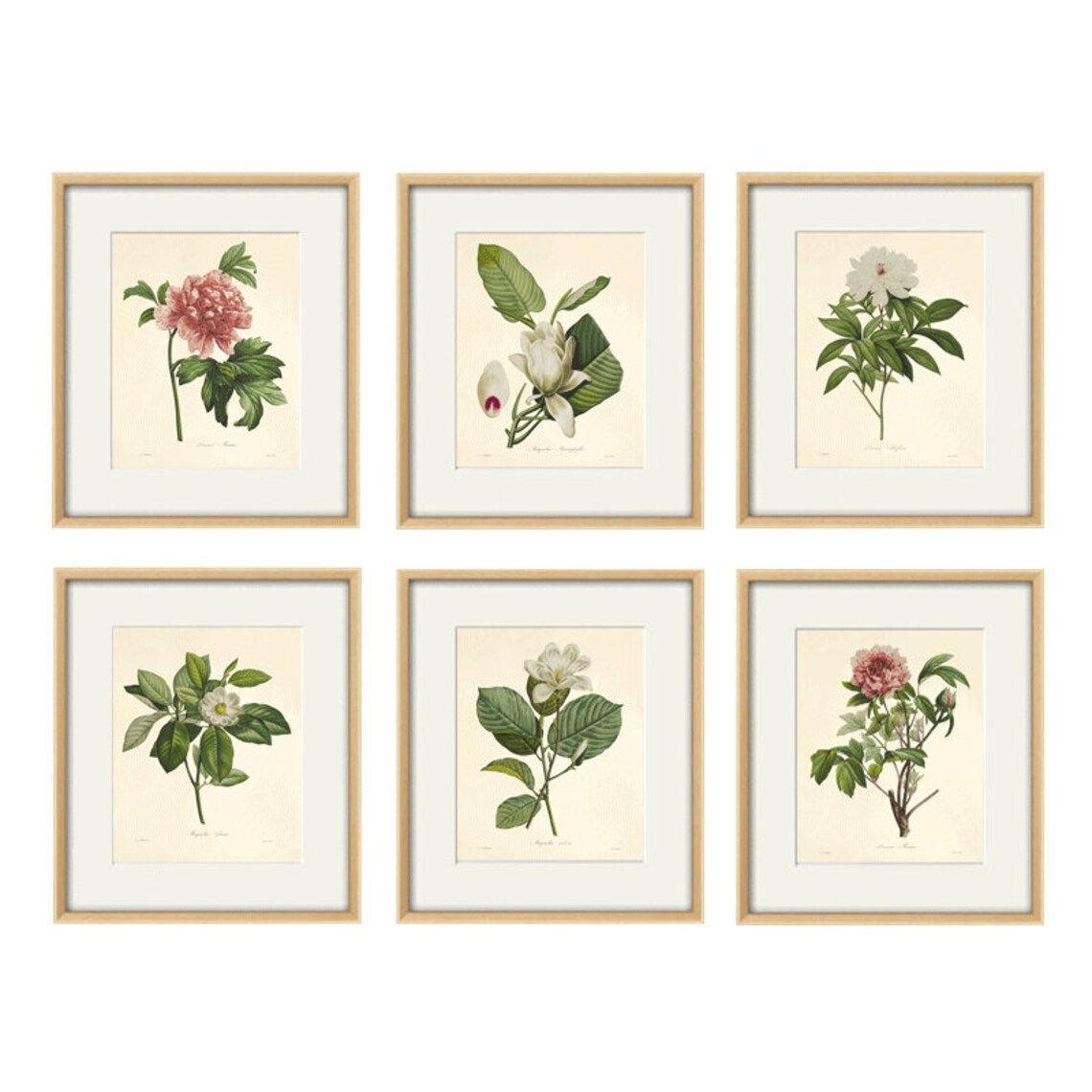 Antique Botanical Print Botanical Art Prints Flower Prints | Etsy