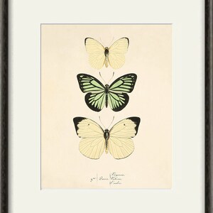 Green Butterfly Print Antique Prints Nature Art Print Butterfly Decor ...