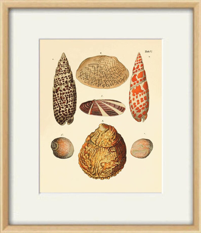 Antique Seashell Art Print Vintage Nautical Art Print Sea Art | Etsy