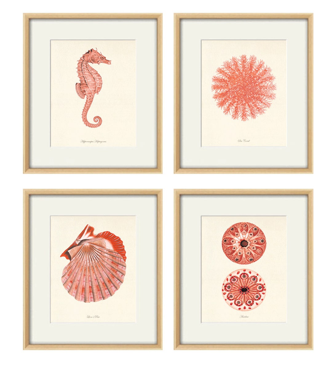 Sea Coral Art Nautical Art Print Set of 4 Old Prints Ocean Life Art ...