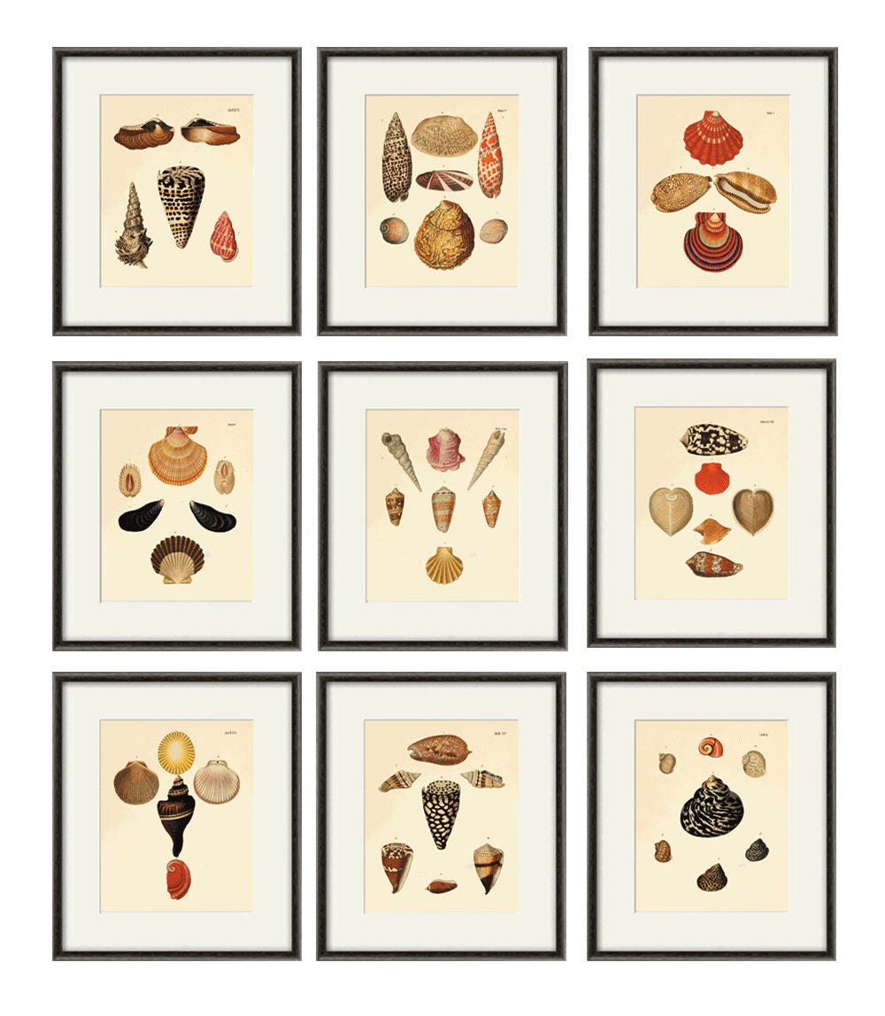 Seashell Art Coastal Art Prints Nautical Print Ocean Decor Beach Wall ...