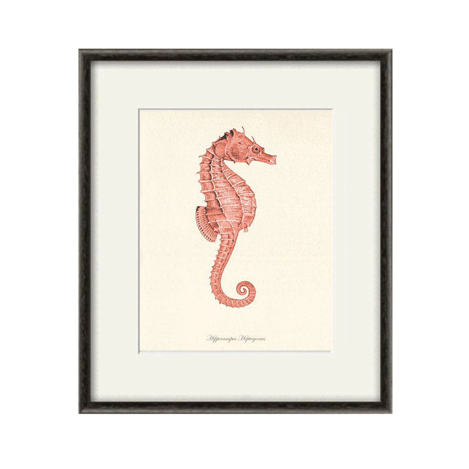 Antique Seahorse Print, Vintage Nautical Wall Art - Etsy