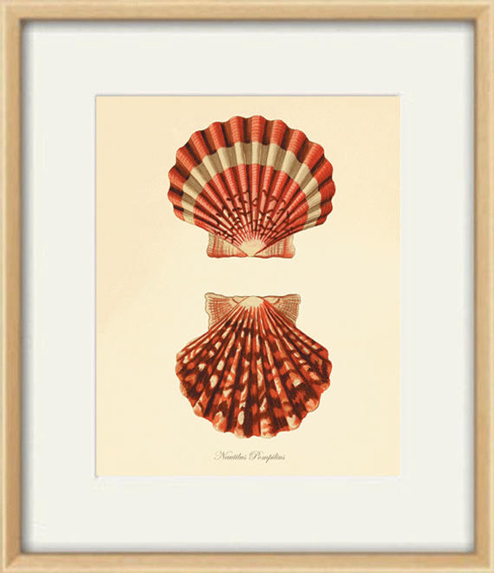 Antique Seashell Art Print Vintage Nautical Art Print Sea Art - Etsy