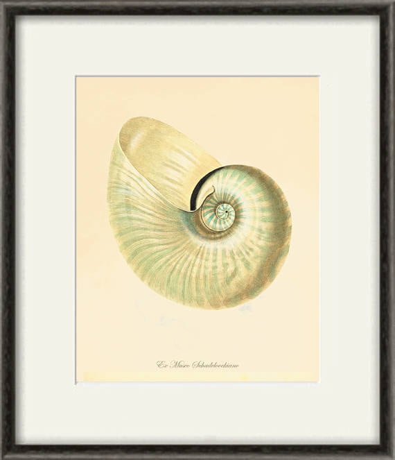 Antique Sea shell art print vintage nautical art print sea art | Etsy