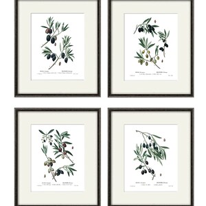 Olive Botanical Art Print Botanical Print Set Botanical Prints French ...