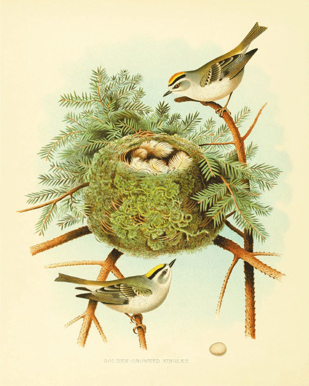 Vintage Bird Nest Illustration
