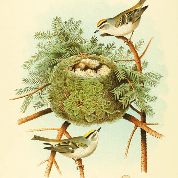 Bird Nest Art - Etsy