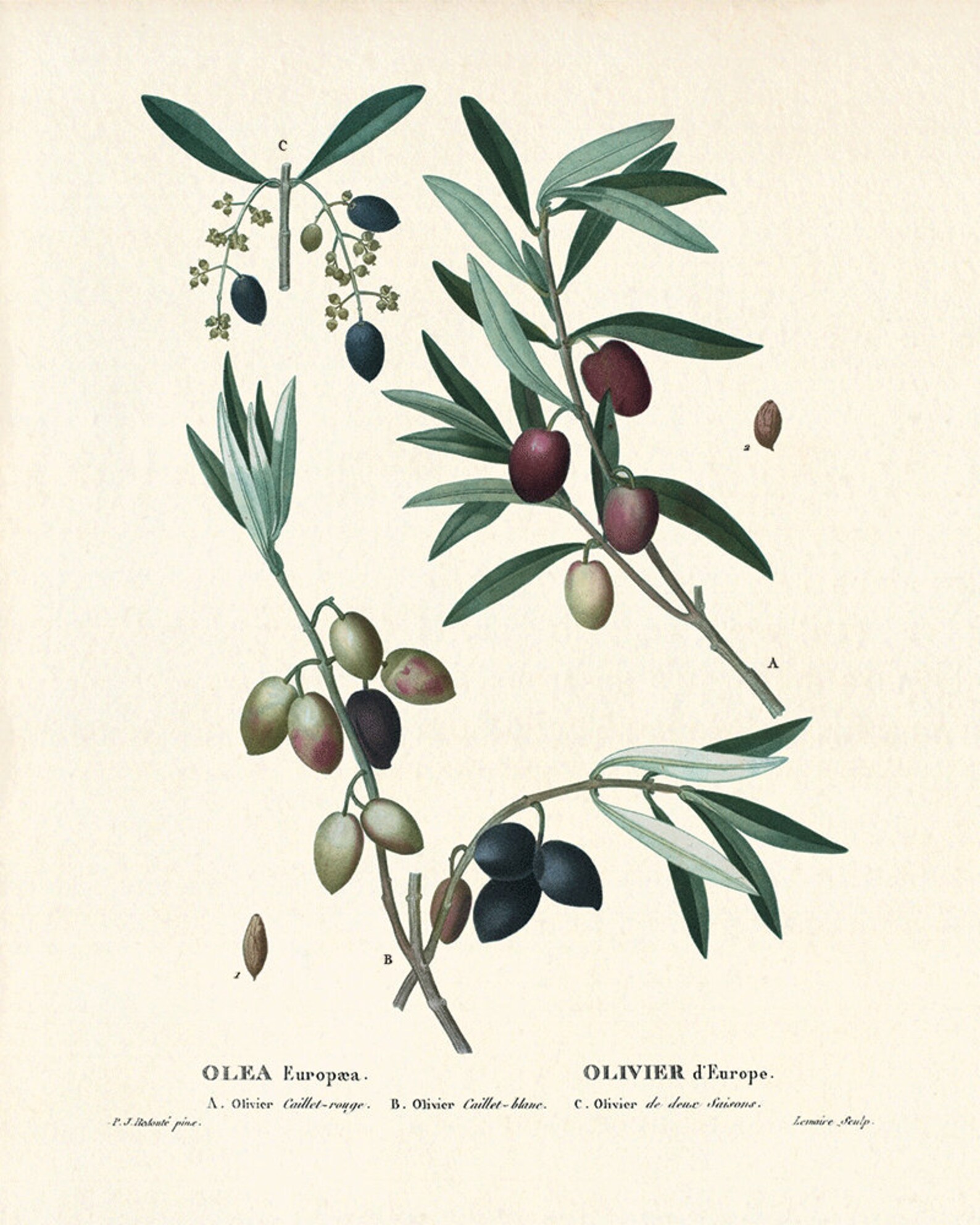 Olive Botanical Art Print Botanical Print Set Botanical Prints - Etsy
