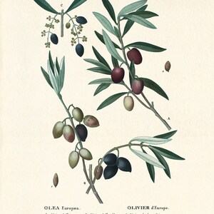 Olive Botanical Art Print Botanical Print Set Botanical Prints French ...