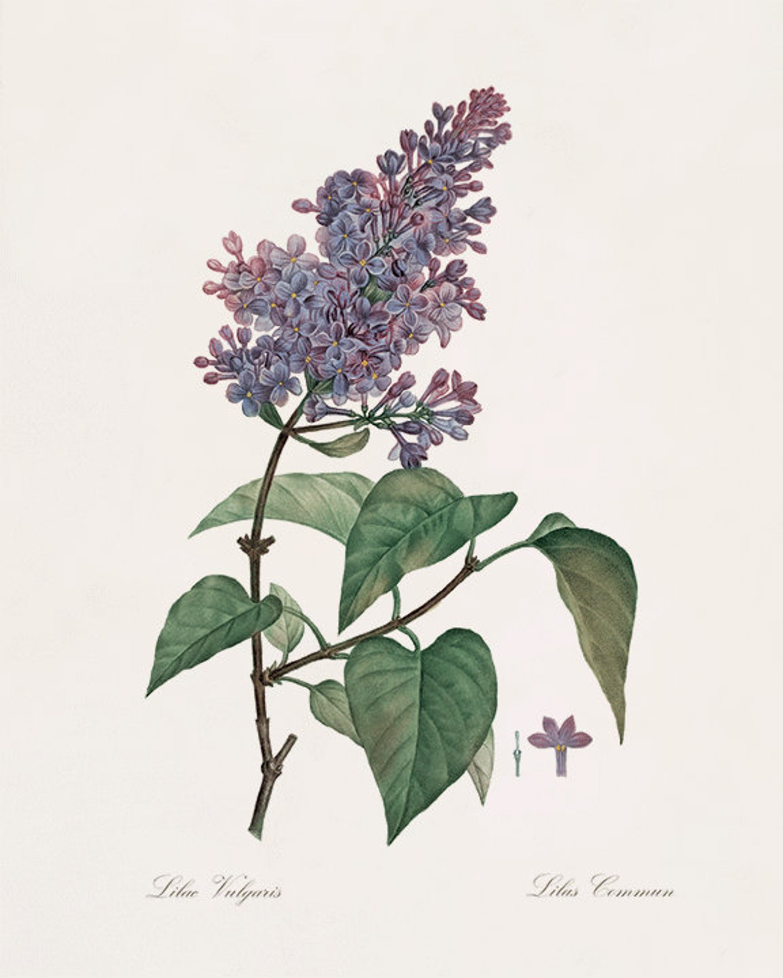 Antique Flower Art Print Set Antique Prints Pink Botanical - Etsy