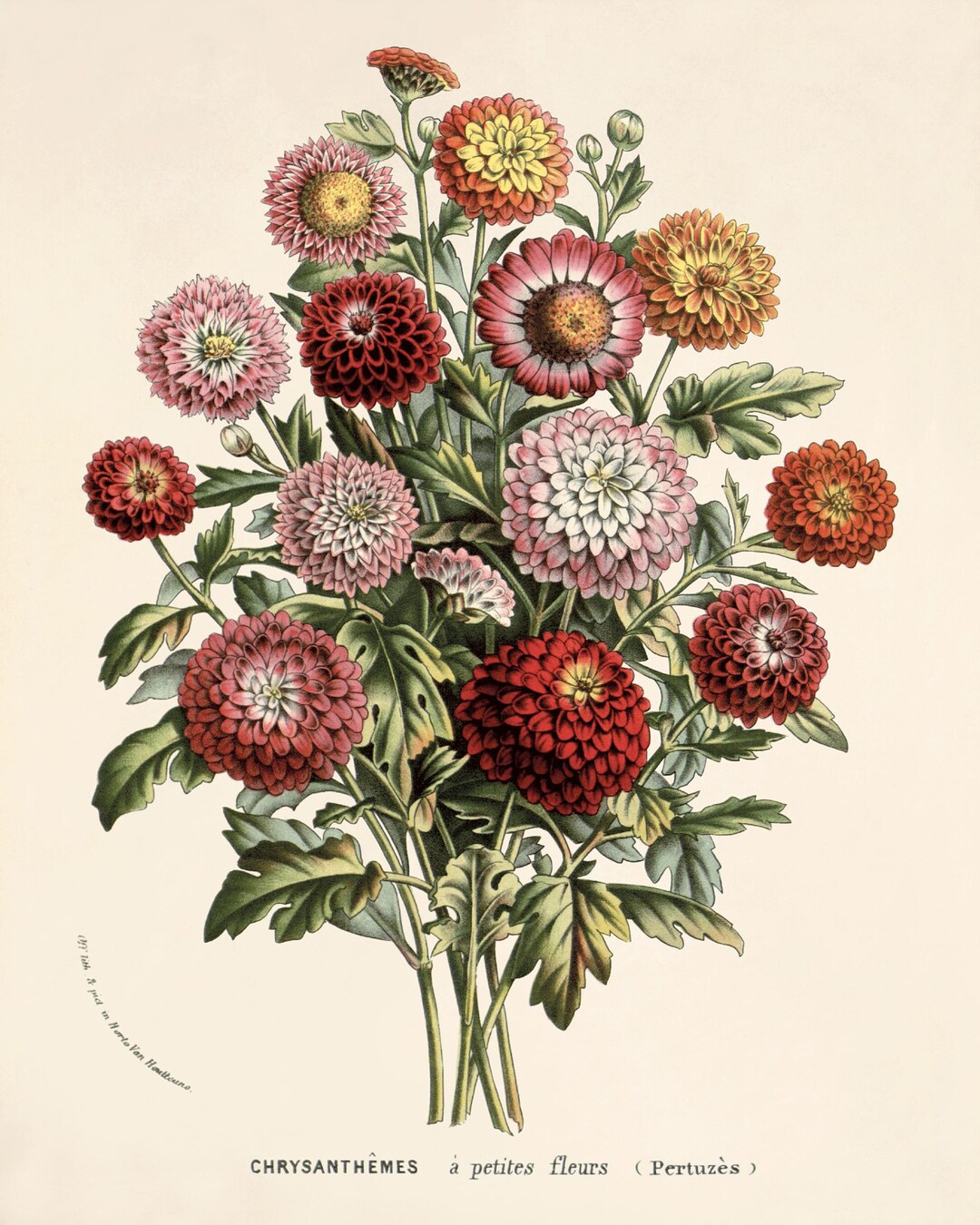 Chrysanthemums Art Antique Flower Art Print Botanical Art Prints ...