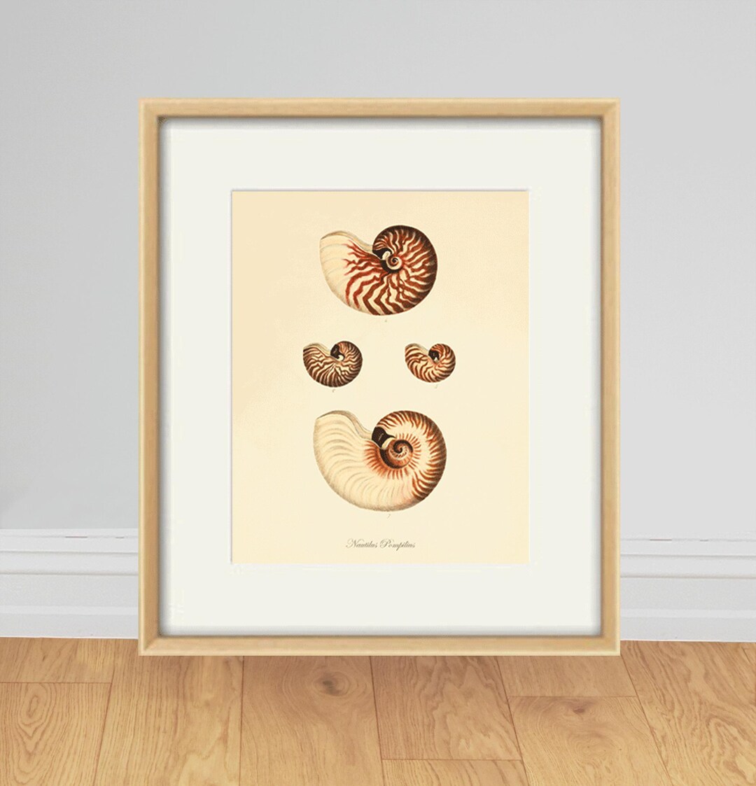 Antique Seashell Print: Vintage French Ocean Art, Natural History Decor ...