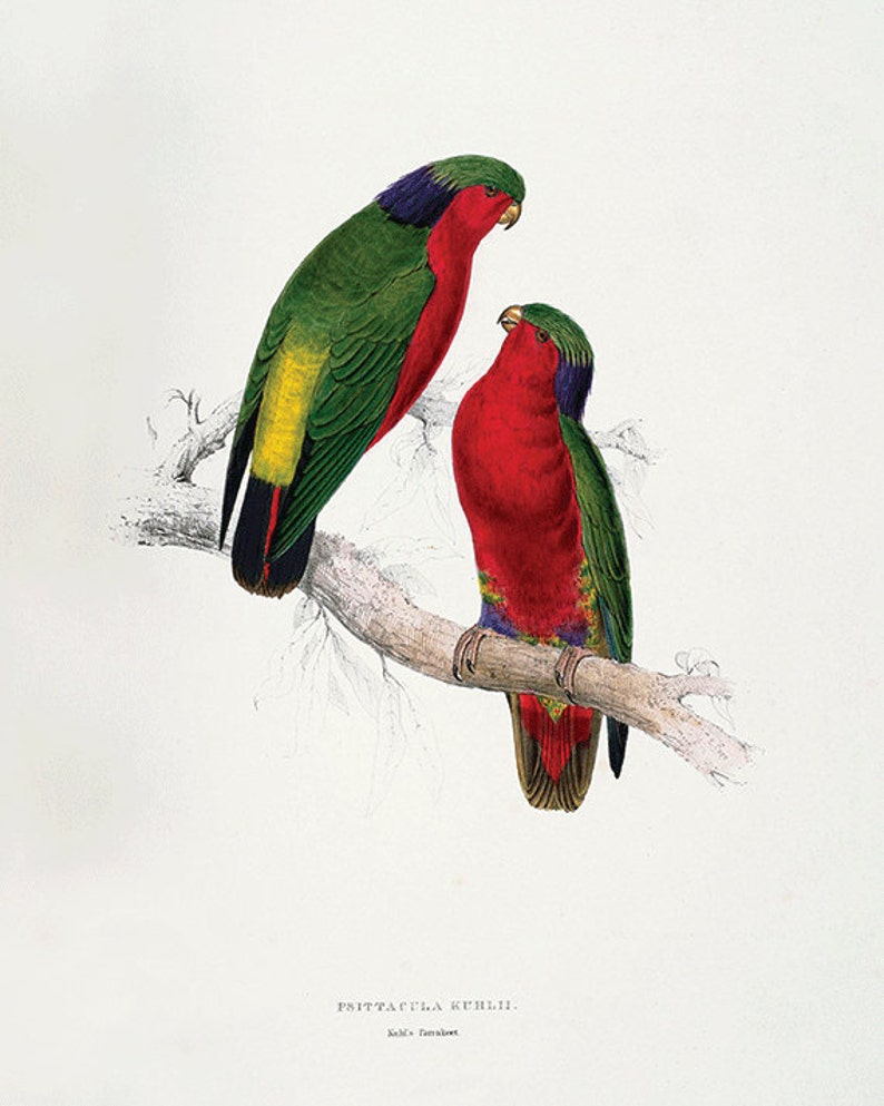 Parrot Art Print Antique Bird Print Nature Wall Art Victorian - Etsy