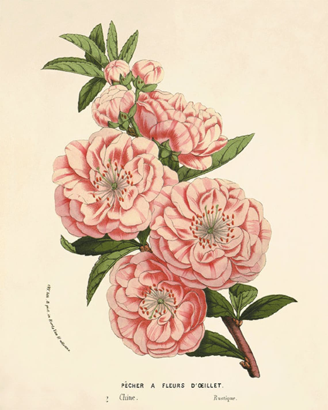 Blossom Art Print Flower Print Botanical Art Cottage Wall Art - Etsy