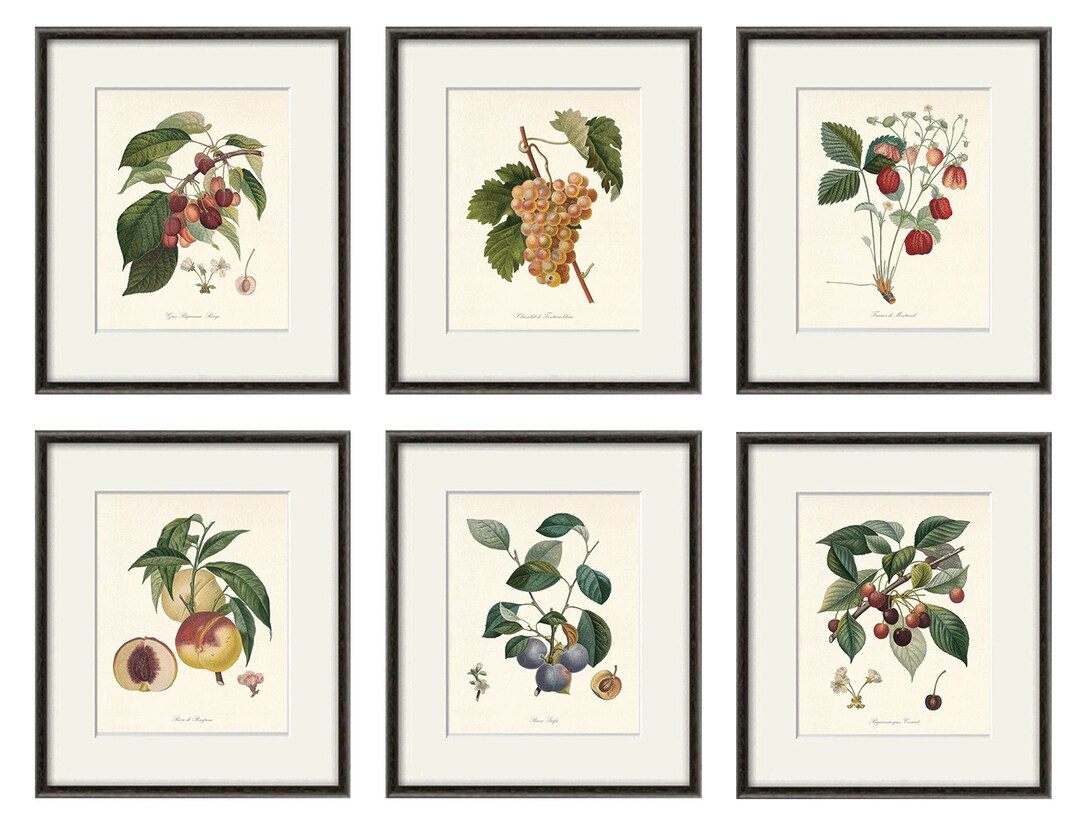 Antique Fruit Art Print Vintage Kitchen Art Print Antique Botanical Art ...