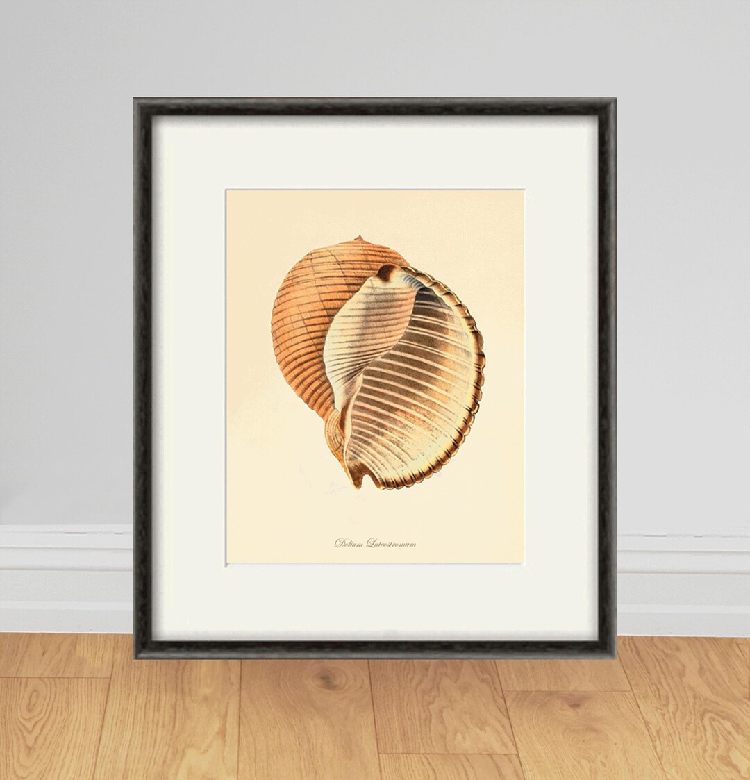 Antique Seashell Print: Victorian Natural History Wall Art - Etsy