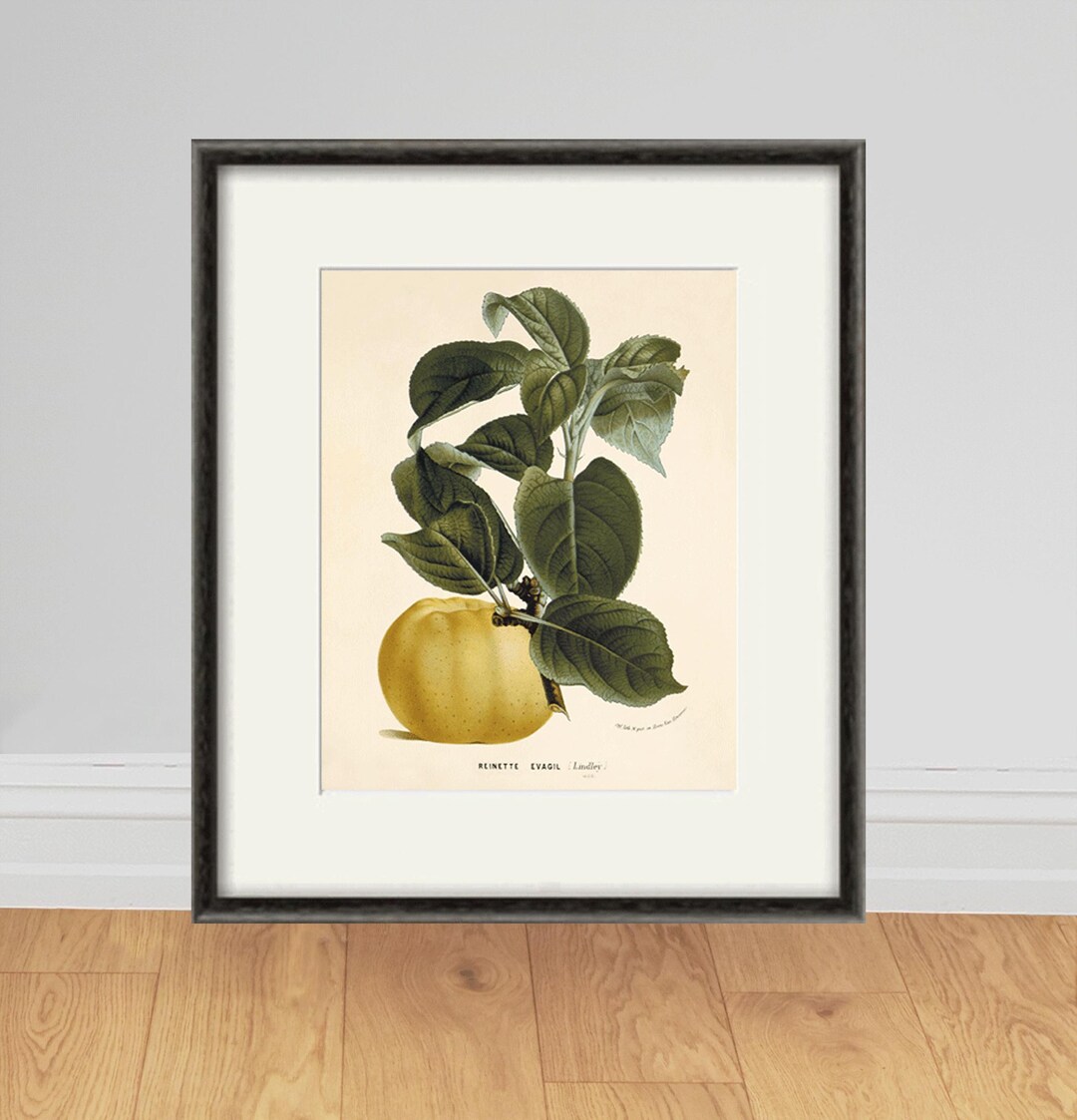 Apple Art Print Vintage Fruit Print Botanical Prints Home Decor Wall ...