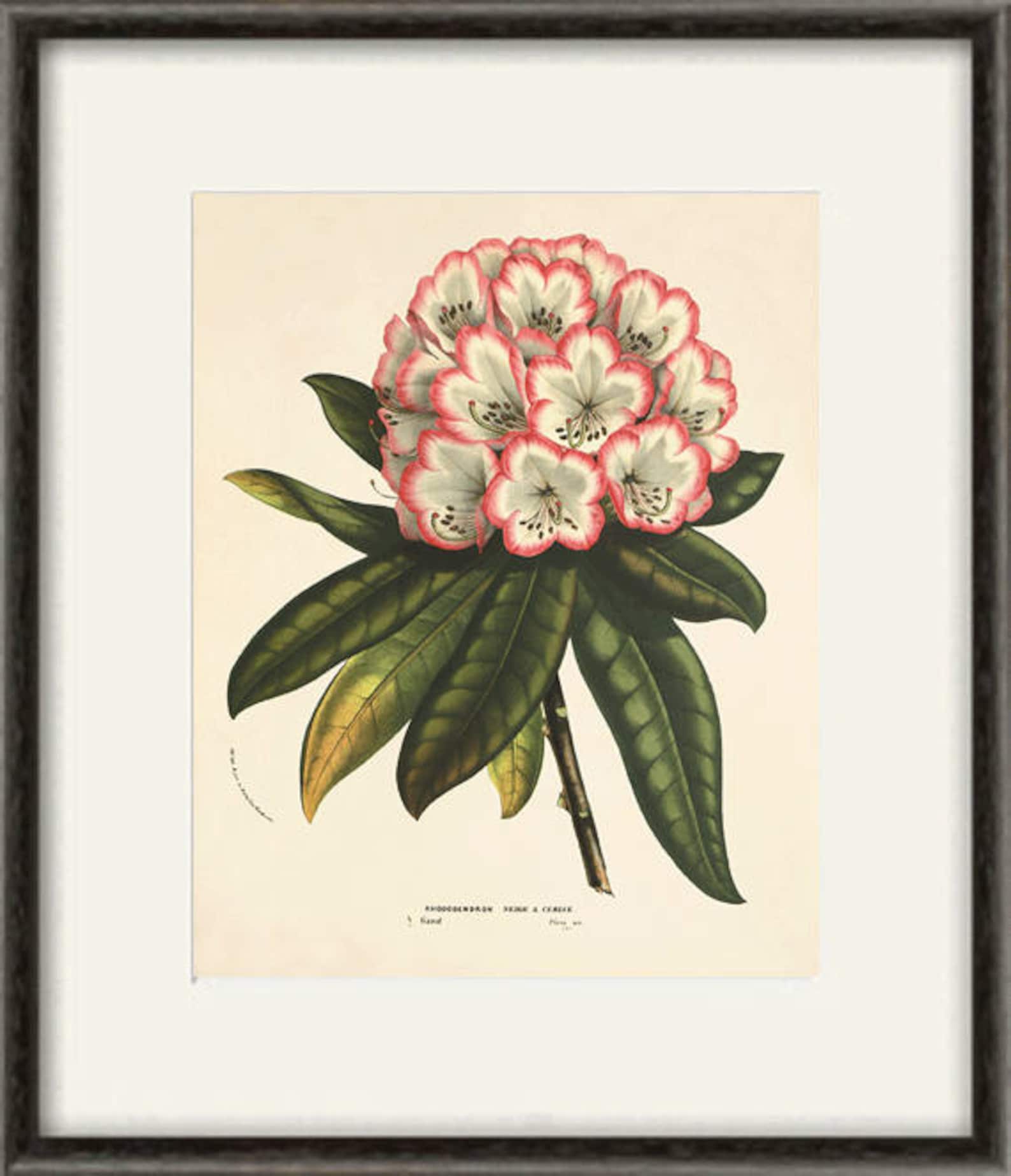 Rhododendron Art Antique Botanical Art Prints Home Decor Wall - Etsy