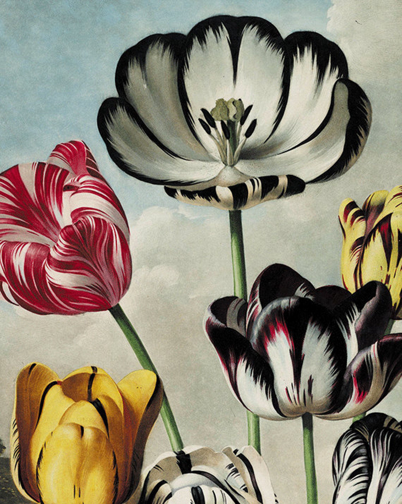 Tulip Art Print Antique Prints Flower Art Print Botanical Art - Etsy