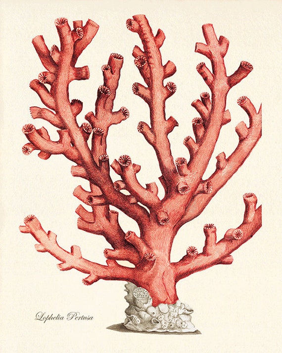 Rode Koraalillustratie Poster Koraal En Vissen In De Rode Zee. Egypte,
