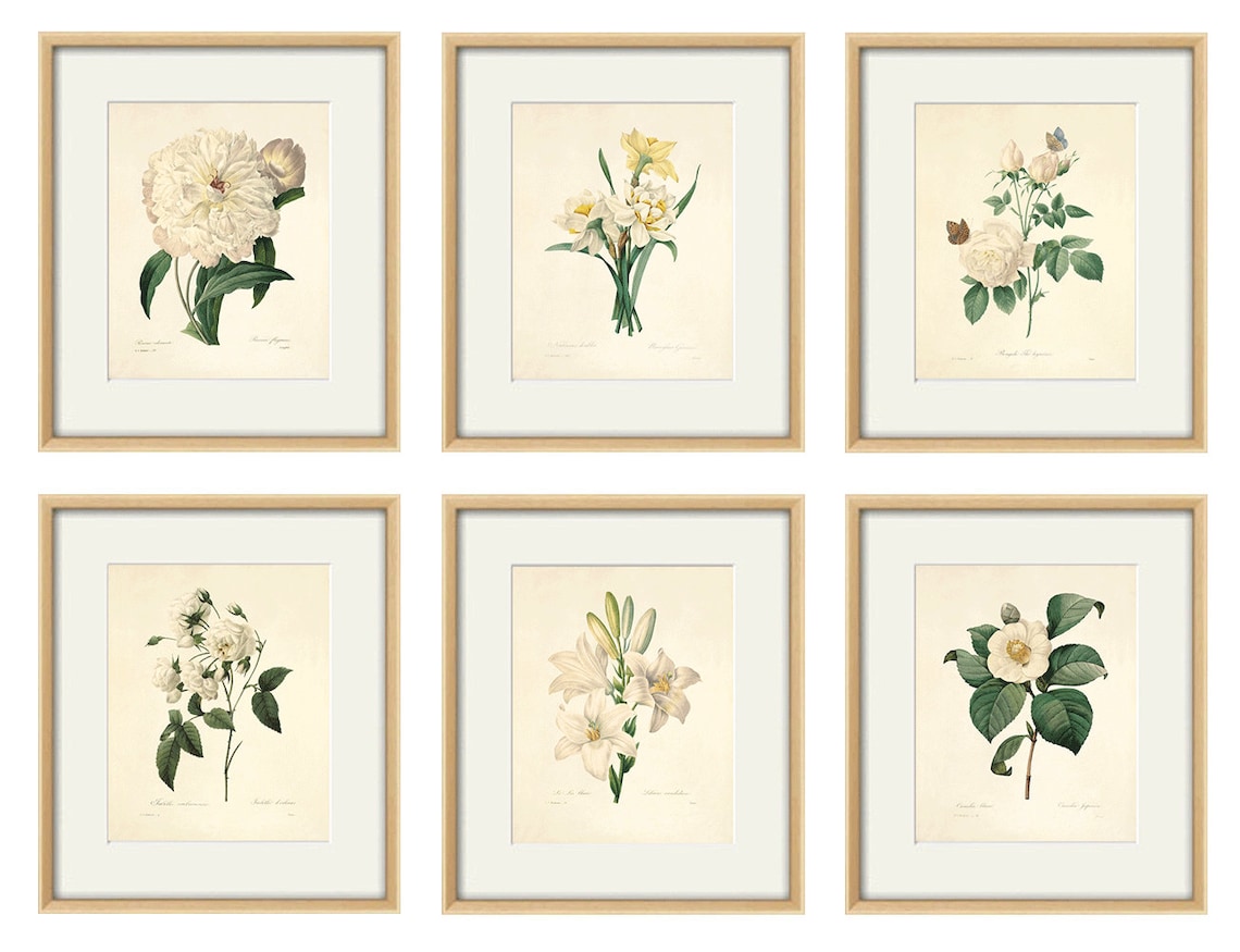 Antique Botanical Print Botanical Art Prints Flower Prints | Etsy