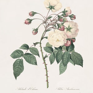 White Rose Art Print Vintage Flower Print Cottage Wall Art Victorian ...
